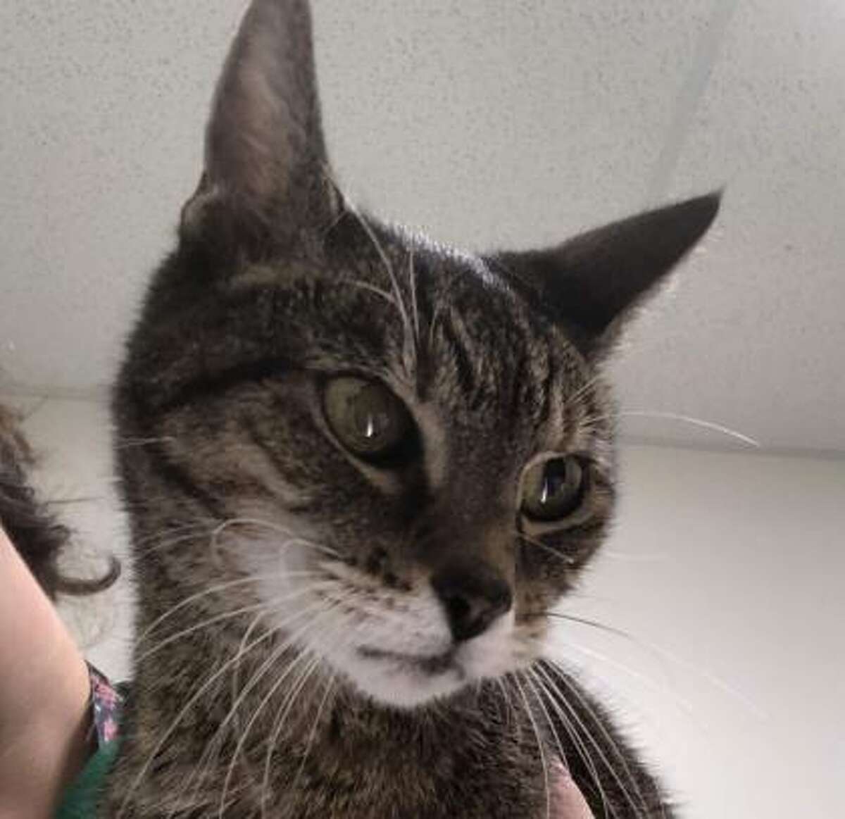 Photos: Adoptable pets at the Mohawk Hudson Humane Society