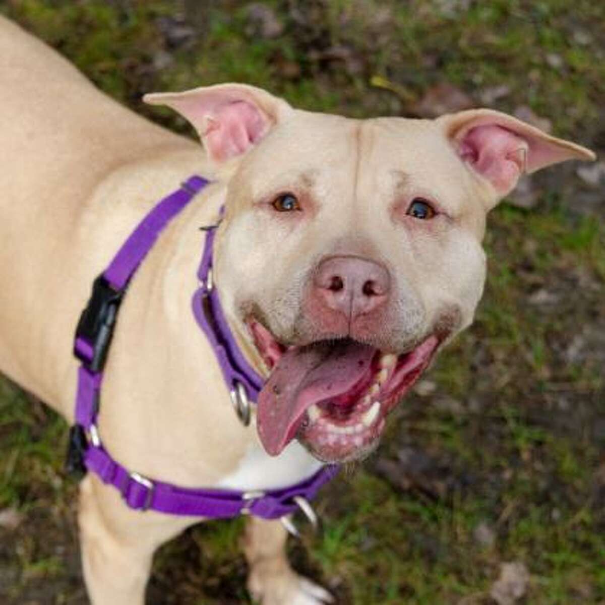 Photos: Adoptable pets at the Mohawk Hudson Humane Society