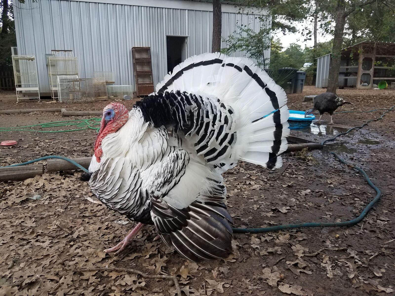Houston SPCA rescues 120 birds from Magnolia home