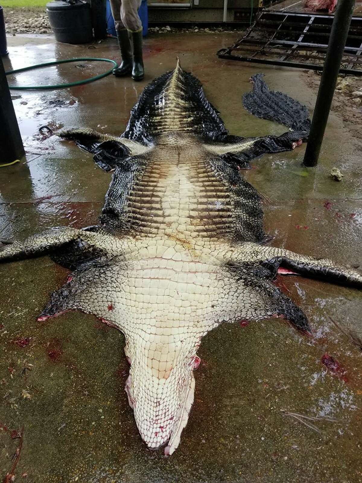 Photos: Silsbee man caught 500-pound gator