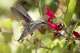 Humm baby! Attract hummingbirds to your home garden