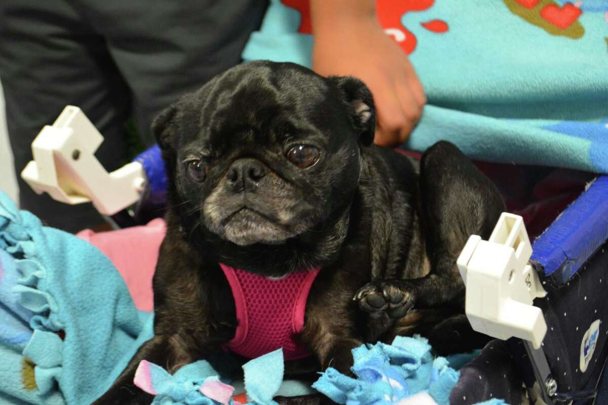 Winsted students welcome Farmer Minor and pig, Daisy II, for reading ...