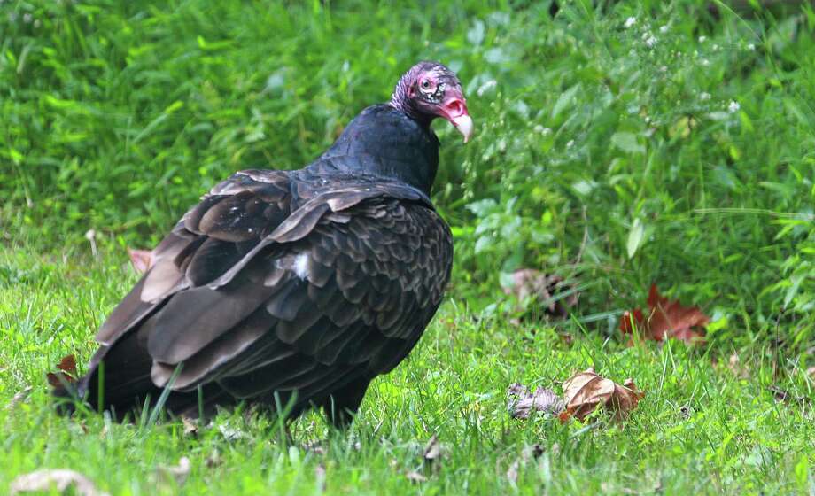 For the Birds: Battle of big birds on the road - The Hour