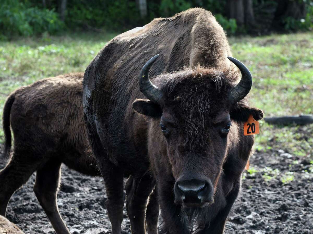 Farmers, their bison to always have a home in Schodack