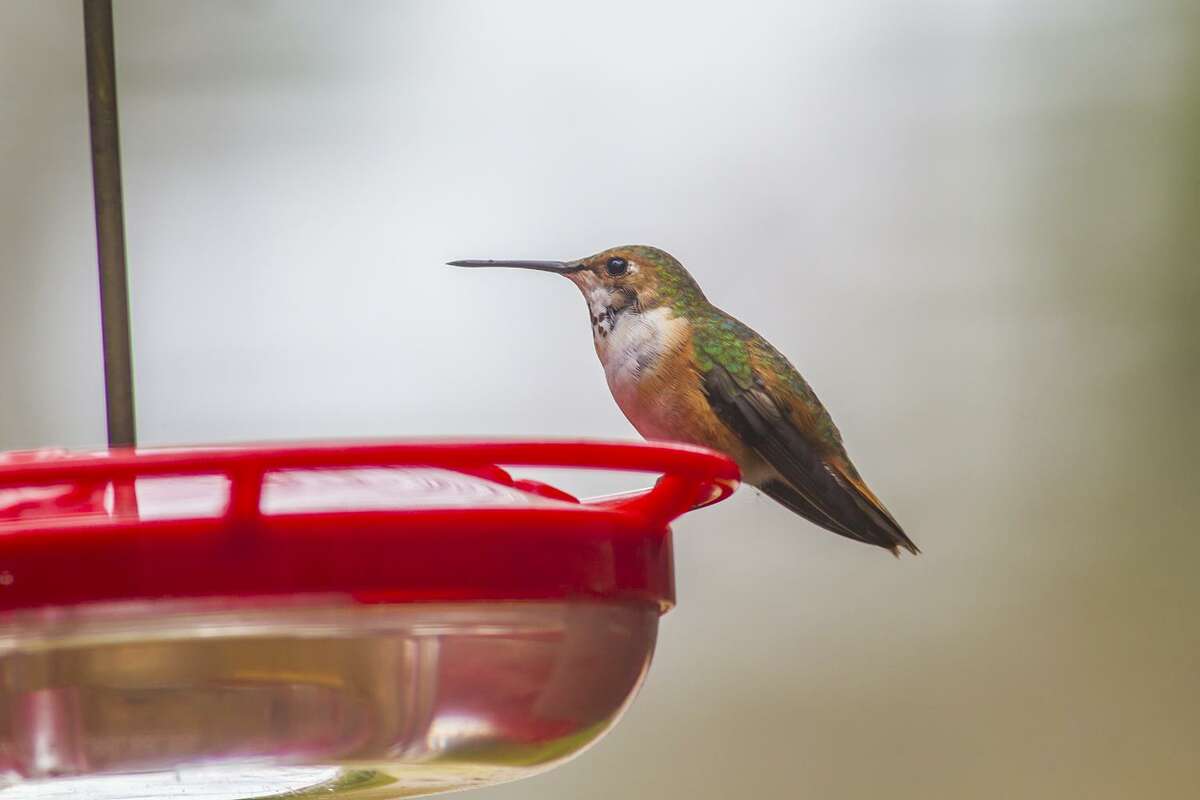 Rufous hummingbirds might stay for the winter