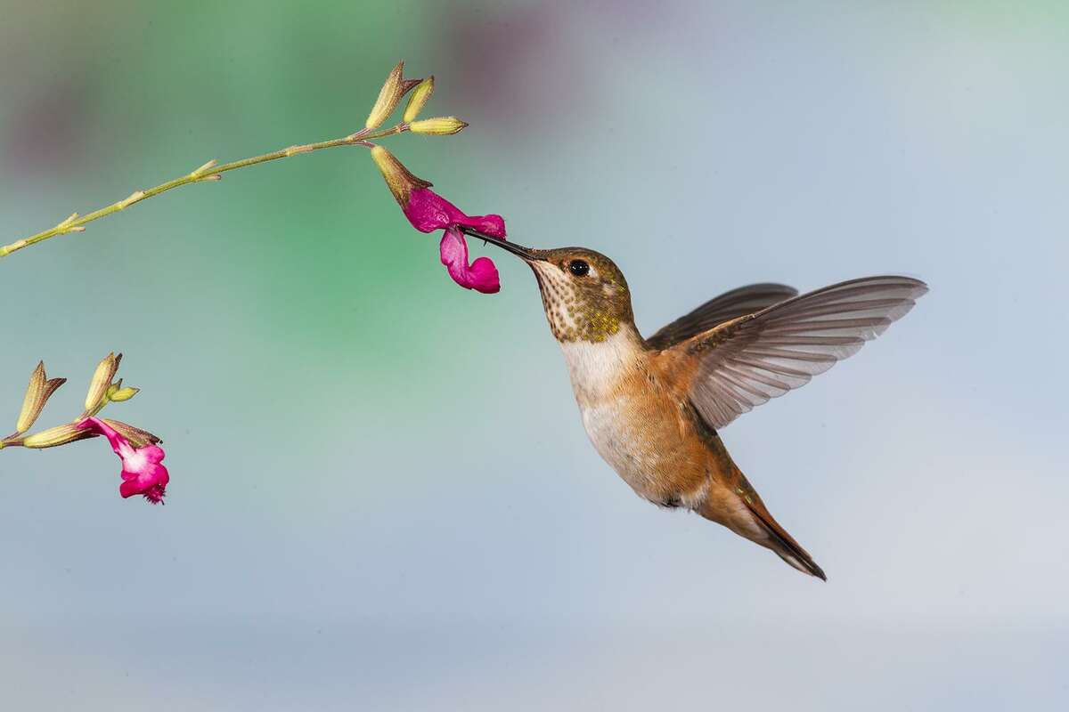 Rufous hummingbirds might stay for the winter