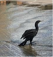 ACS investigates video of teens torturing animals