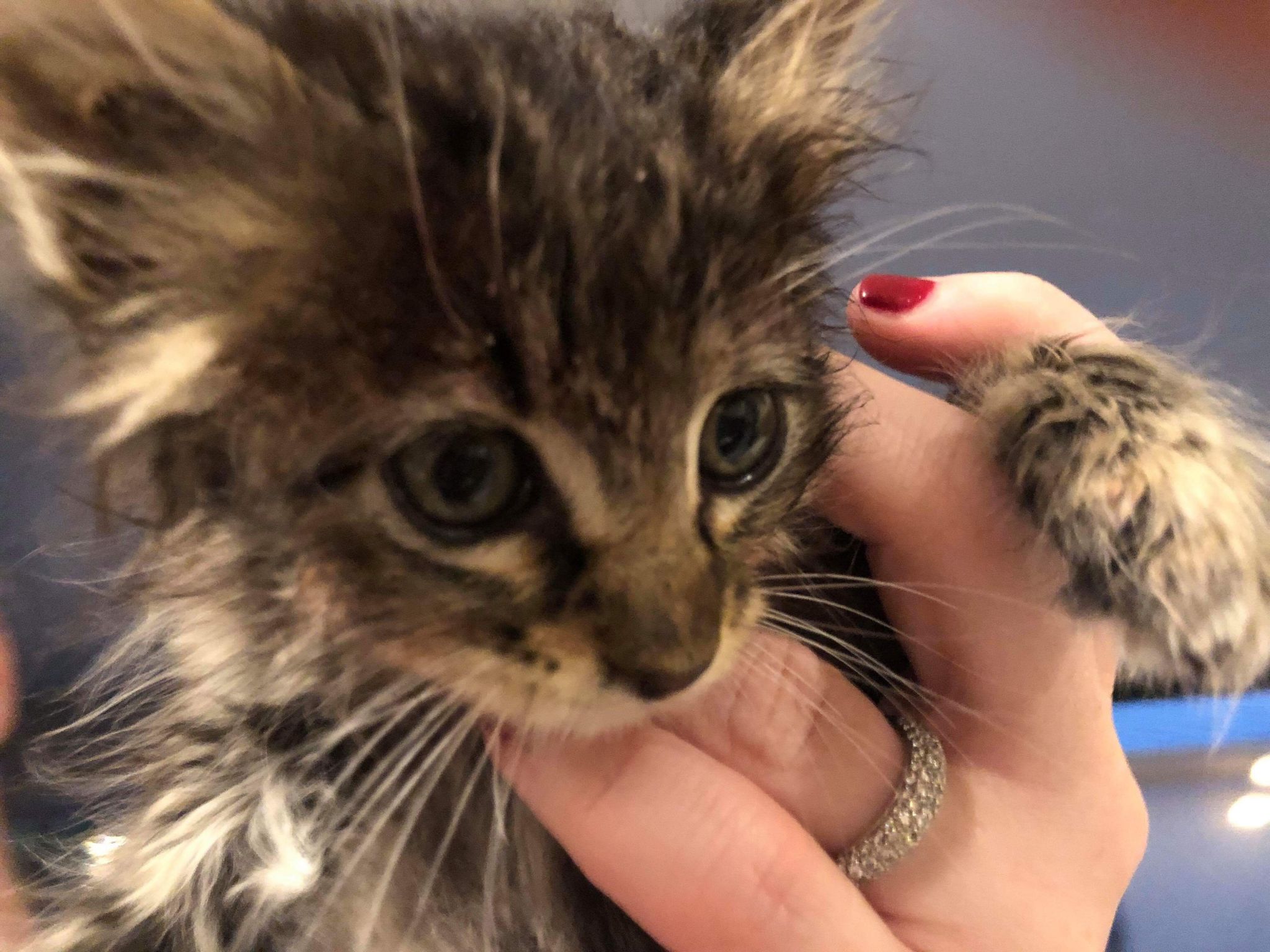 Kitten rescued from behind Prius bumper after driver hears purring