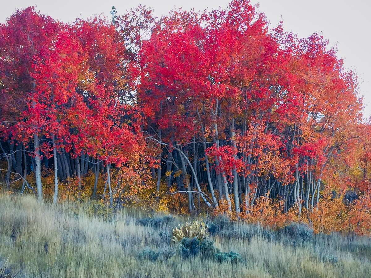 Where to find the prettiest fall foliage in Northern California and Bay ...