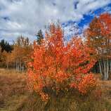 Go now! Brilliant fall colors peak in Eastern Sierra - SFGate