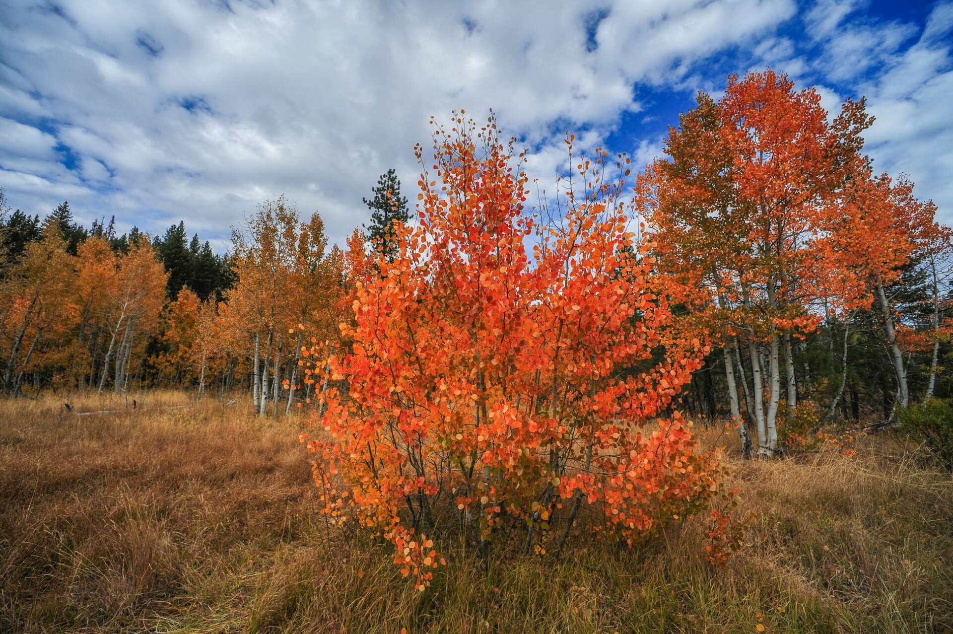 Go now! Brilliant fall colors peak in Eastern Sierra