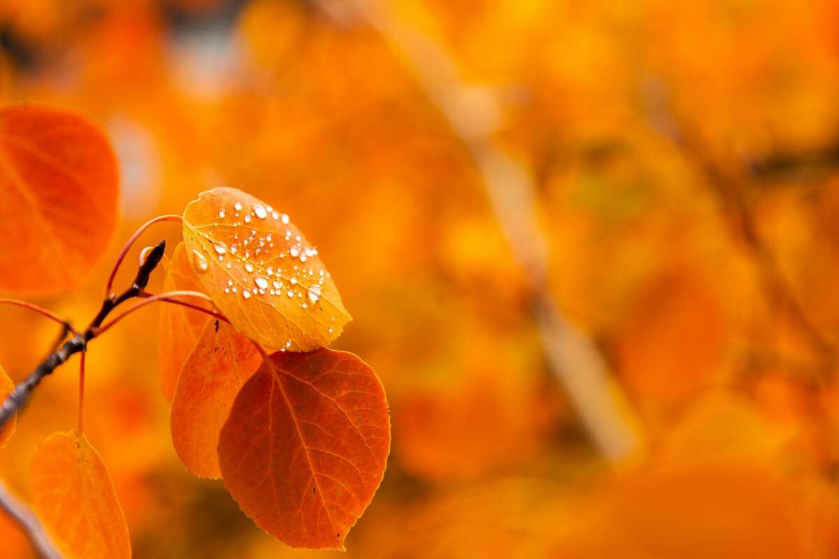 Go now! Brilliant fall colors peak in Eastern Sierra