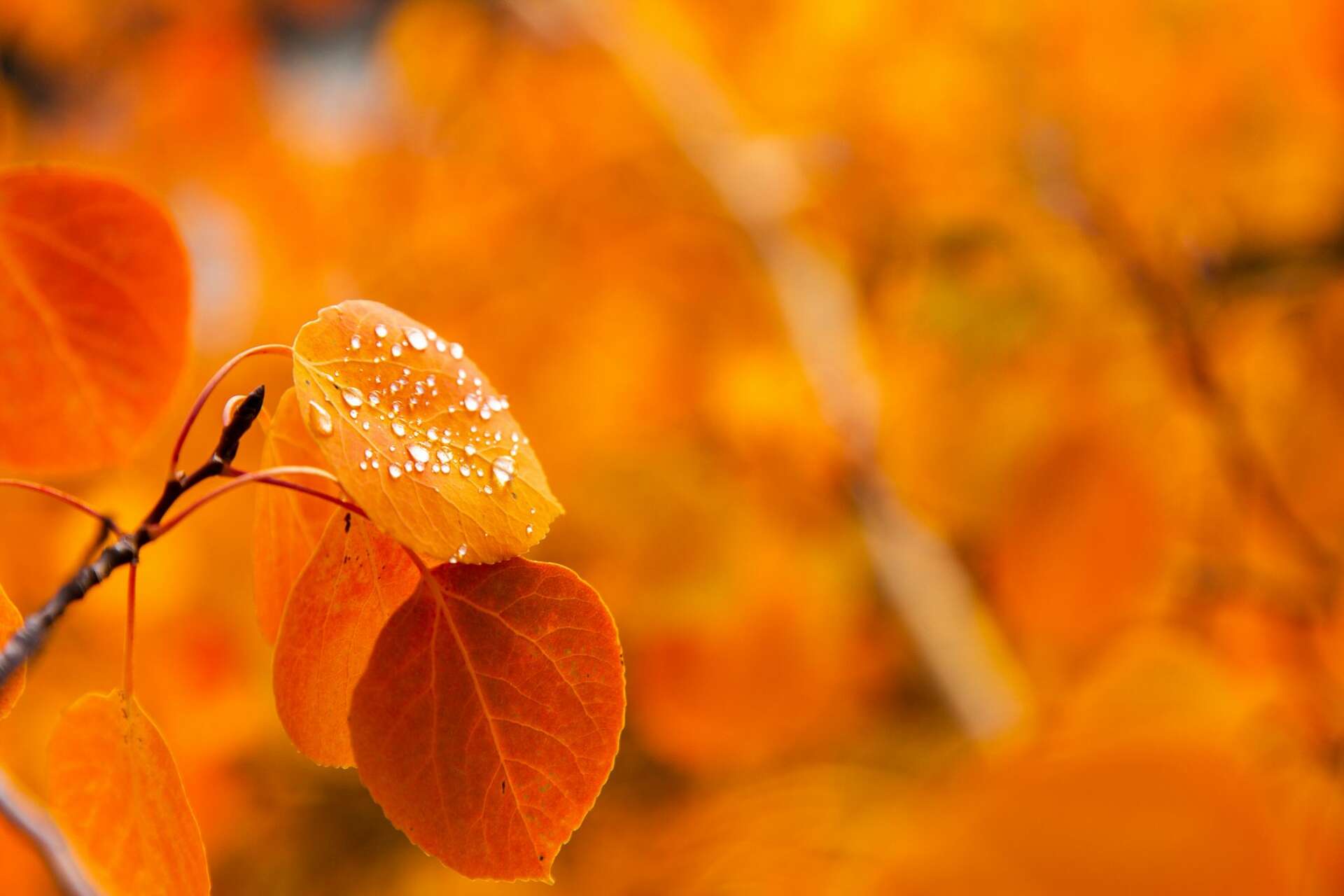 Go now! Brilliant fall colors peak in Eastern Sierra