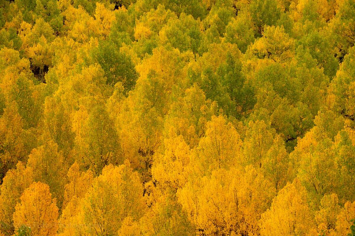 Where to find the prettiest fall foliage in Northern California and Bay ...