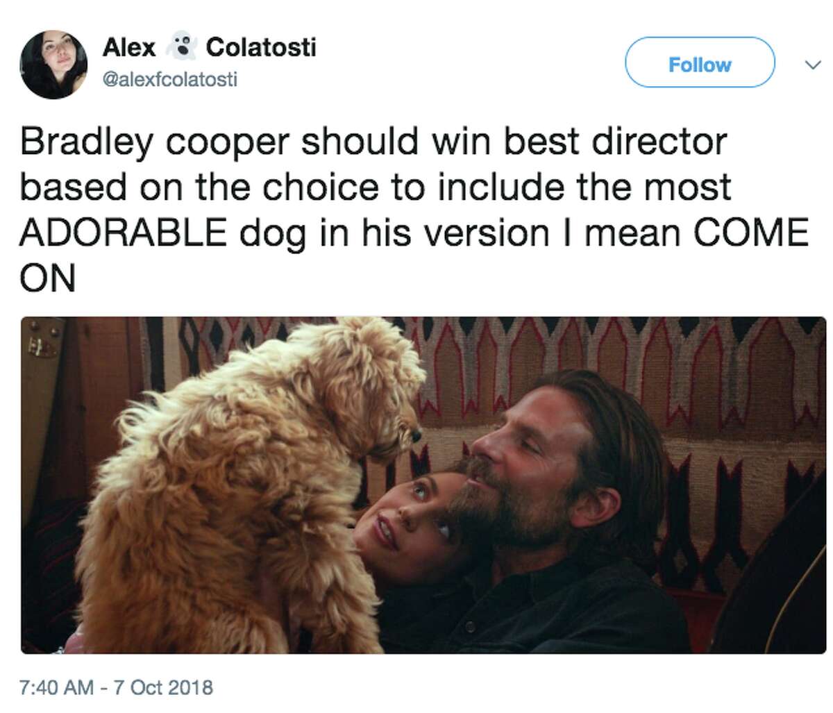 What breed is Bradley Cooper's adorable dog in 'A Star is Born?'