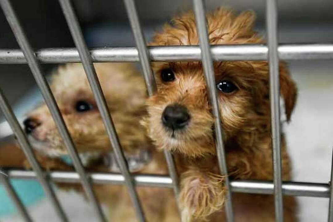 Laredo agencies launch Alzheimer’s-friendly puppy fitness class