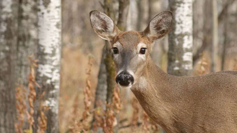 Here's what you need to know about the 'zombie’ deer disease now ...
