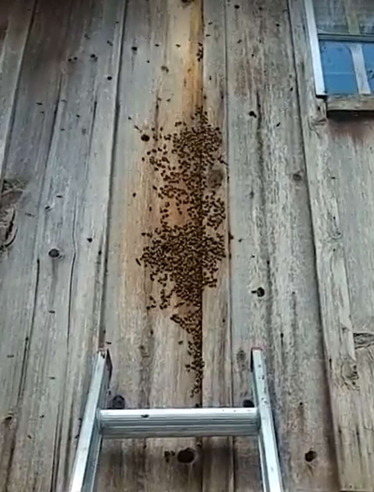 Swarm of one million "killer" bees removed from SW Houston home