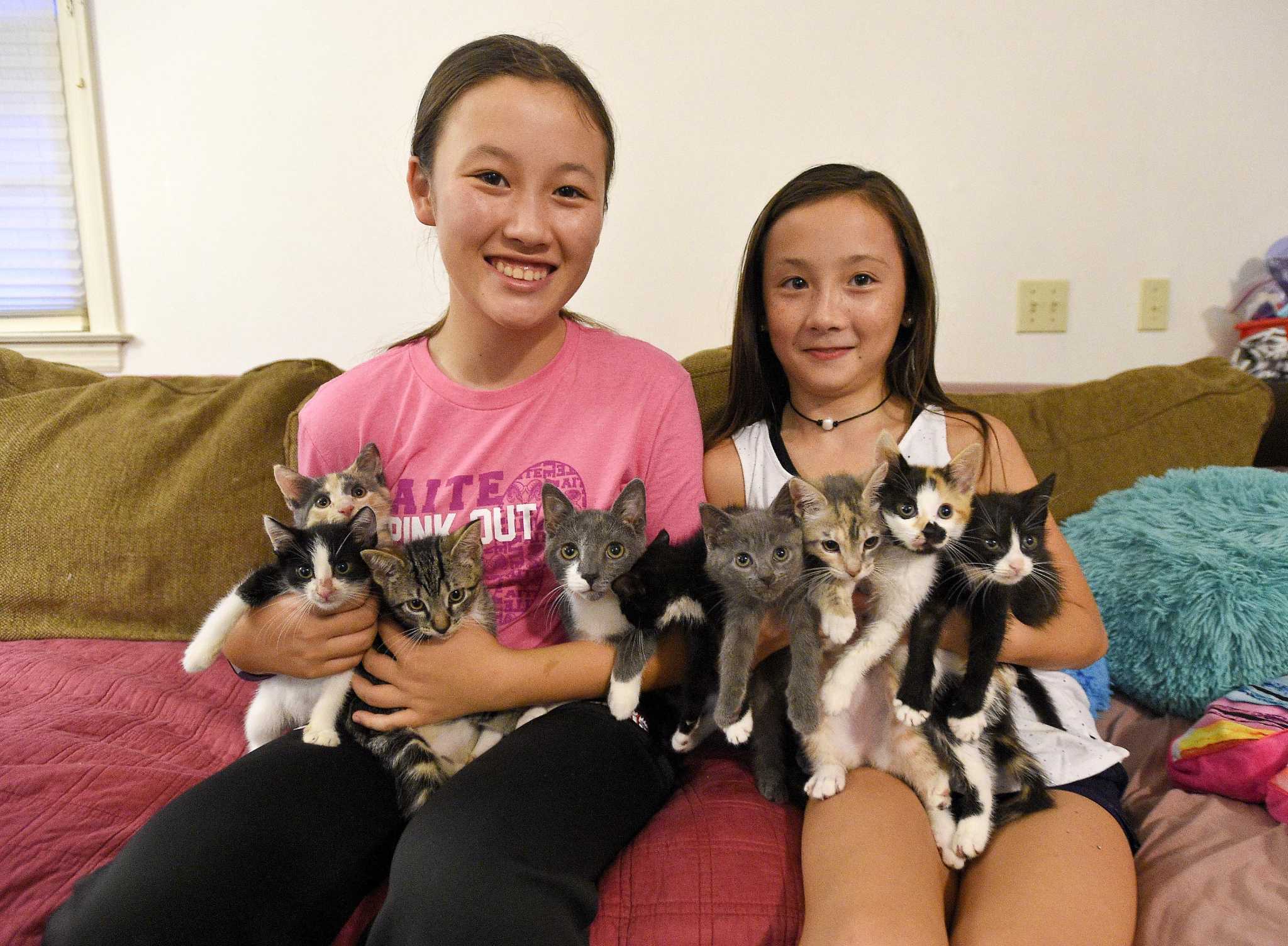 Stamford group works to rescue forgotten cats