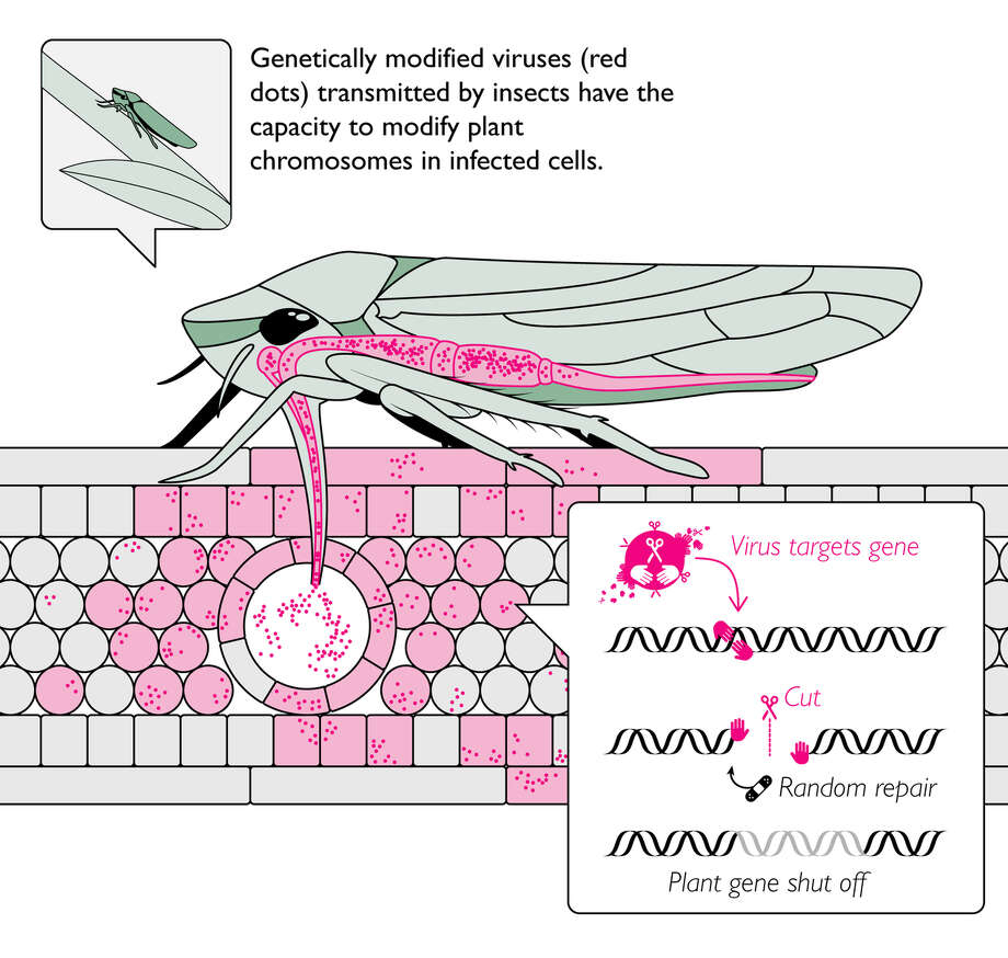 Weaponized bugs and other threats to human existence we should ponder ...