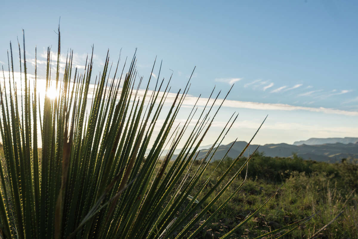 El Paso billionaire bids for huge West Texas ranch