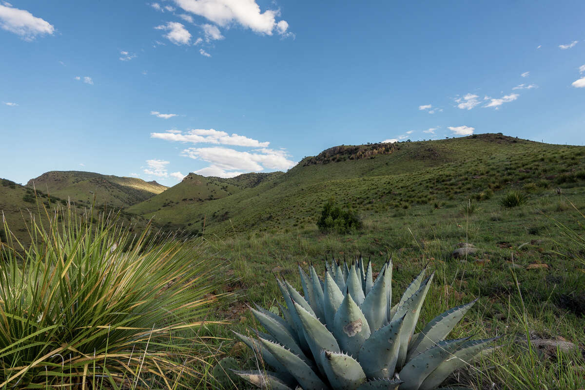 El Paso billionaire bids for huge West Texas ranch