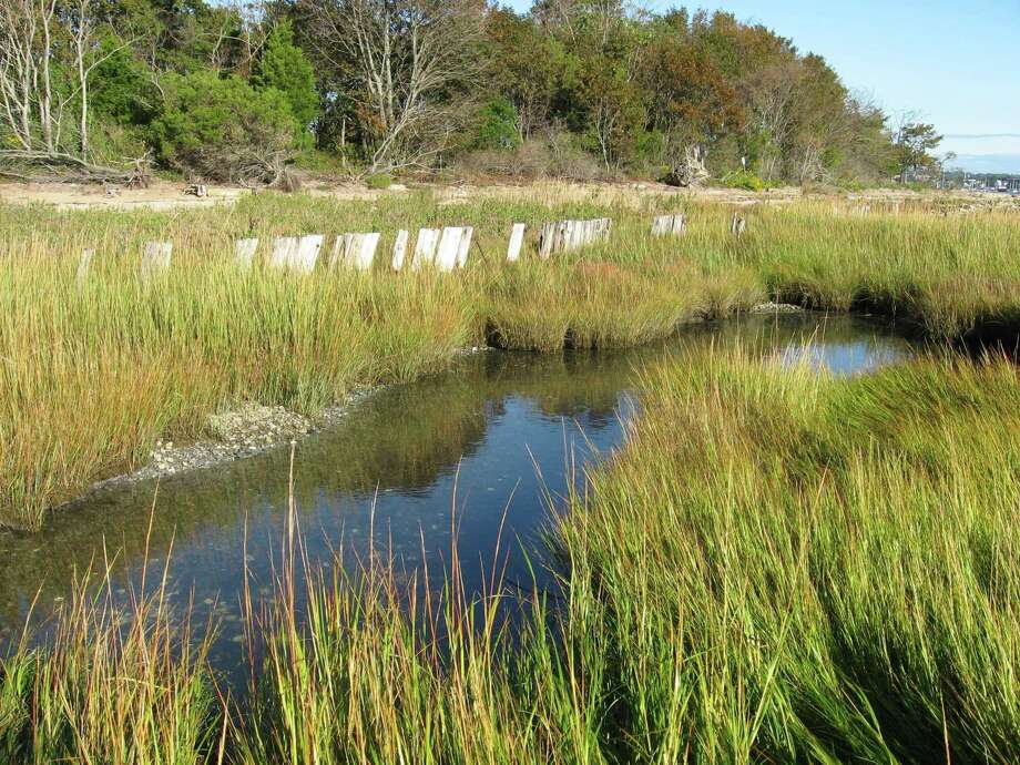 Peach Island: “An excellent wildlife habitat” - The Hour