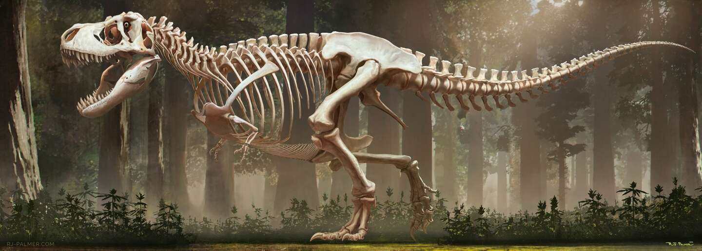 This is how T. rex really looked, according to one Bay Area artist