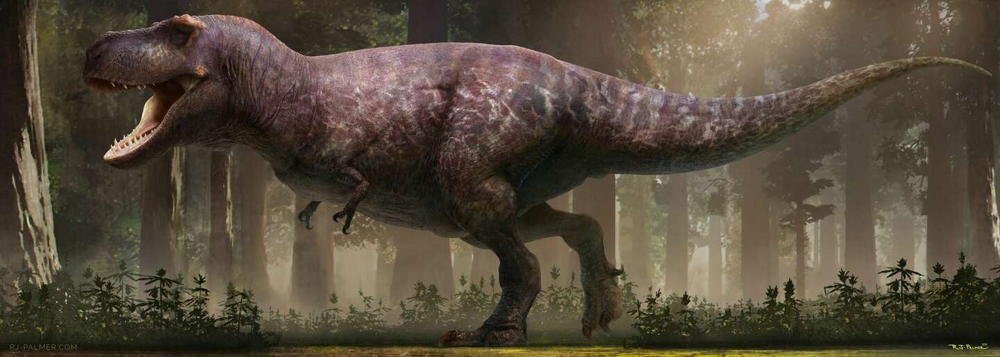 This is how T. rex really looked, according to one Bay Area artist