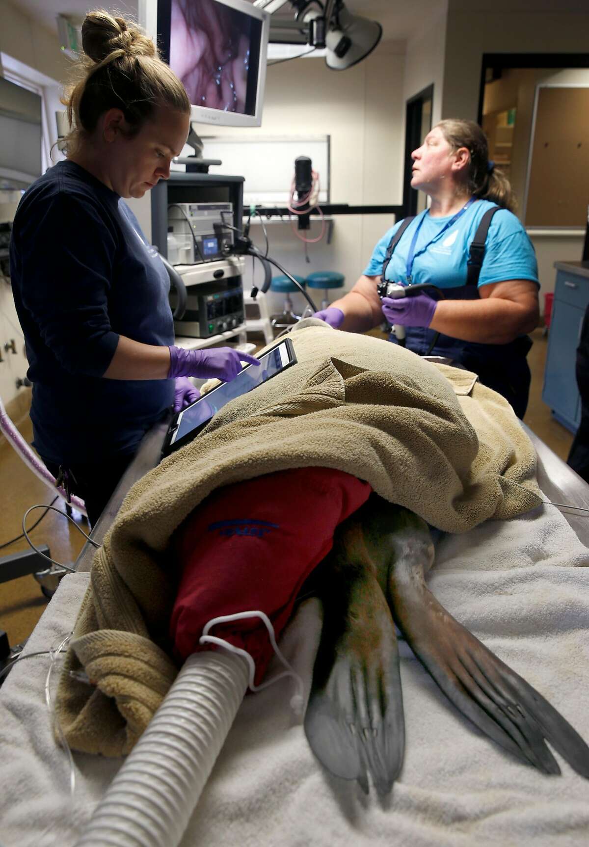 Sea lions off Northern California battling deadly disease