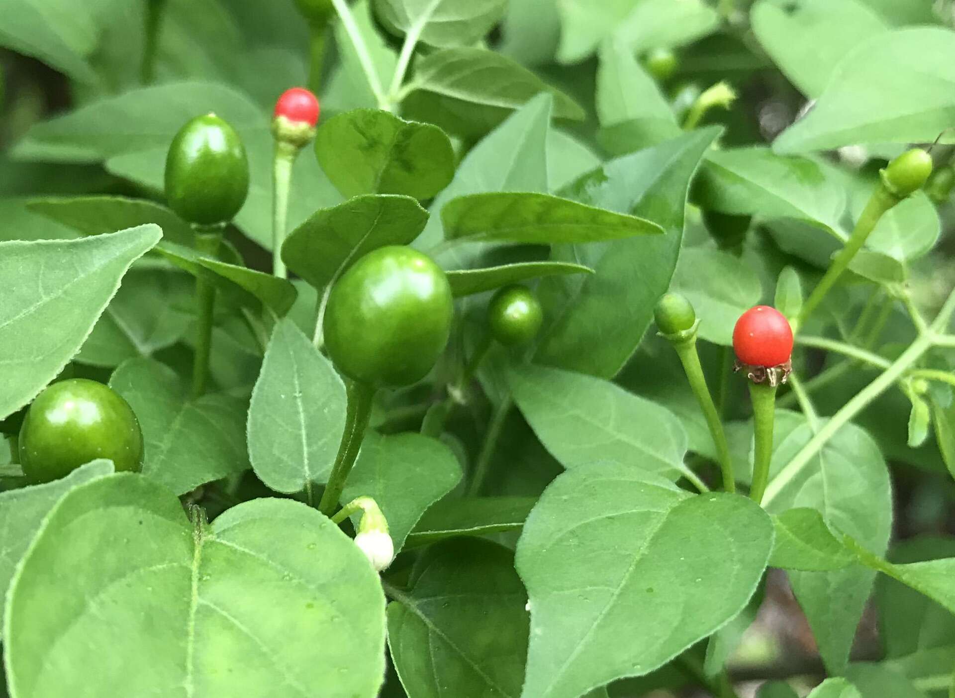 What to do with the all the chile pequíns cropping up now