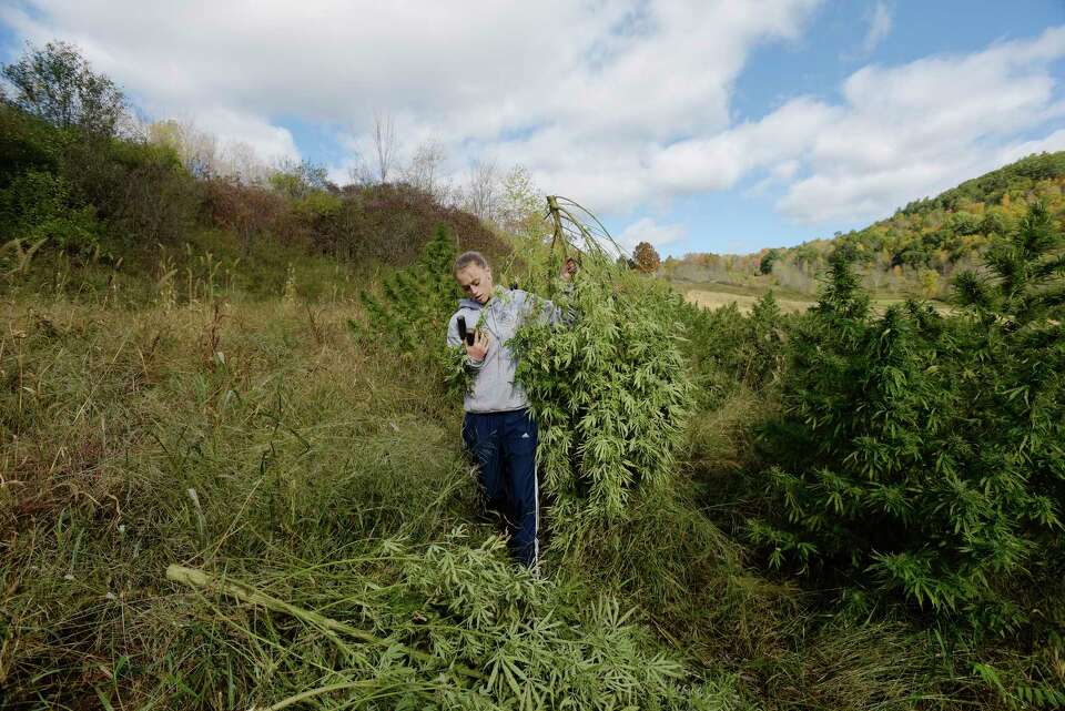 State seeks farmers to grow, process hemp