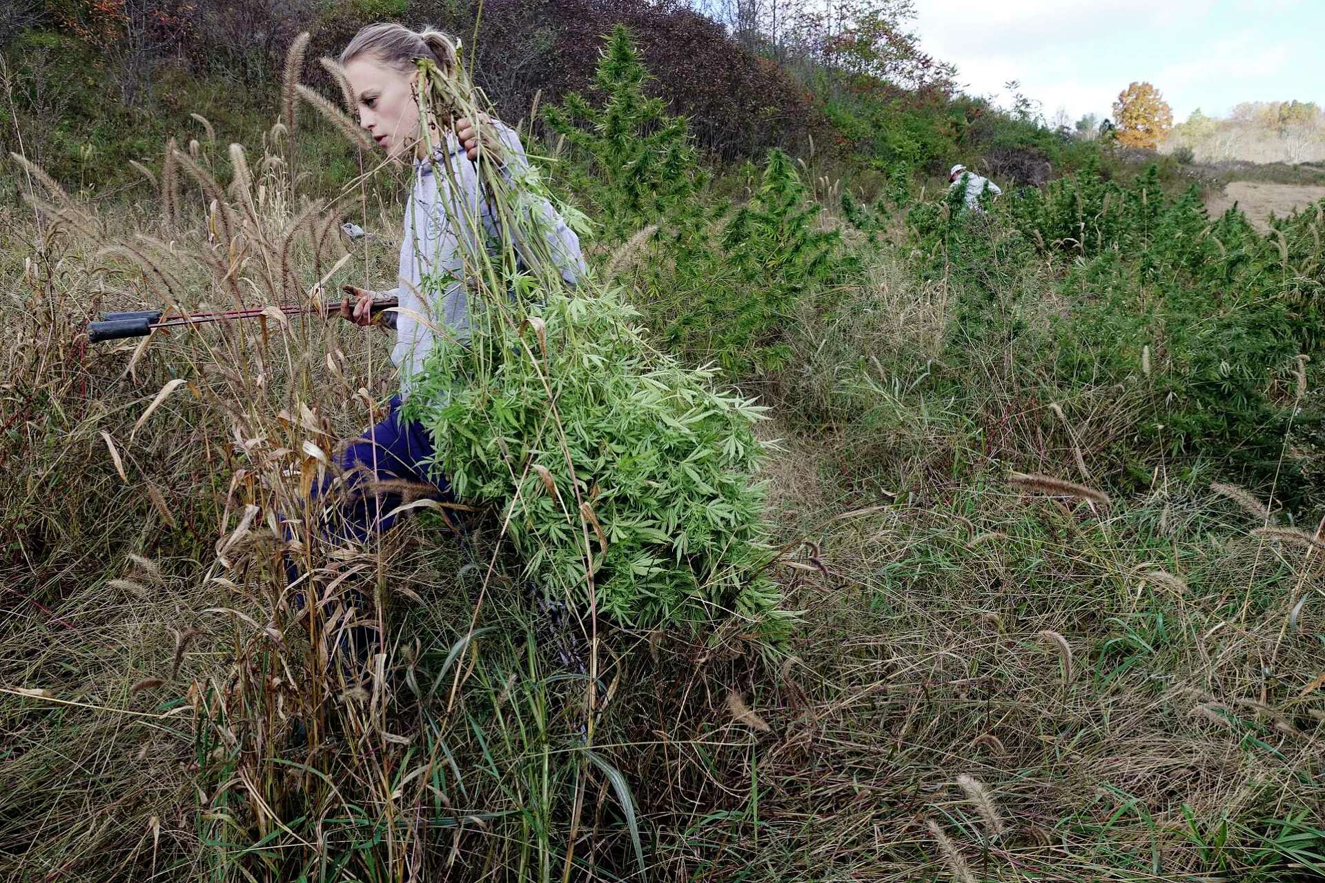 State seeks farmers to grow, process hemp