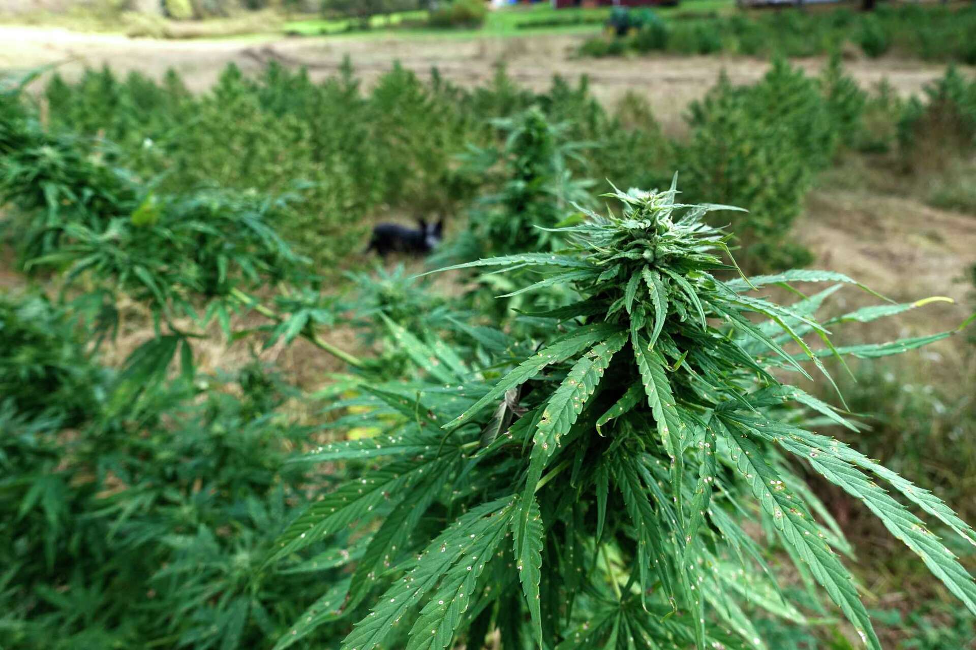 State seeks farmers to grow, process hemp
