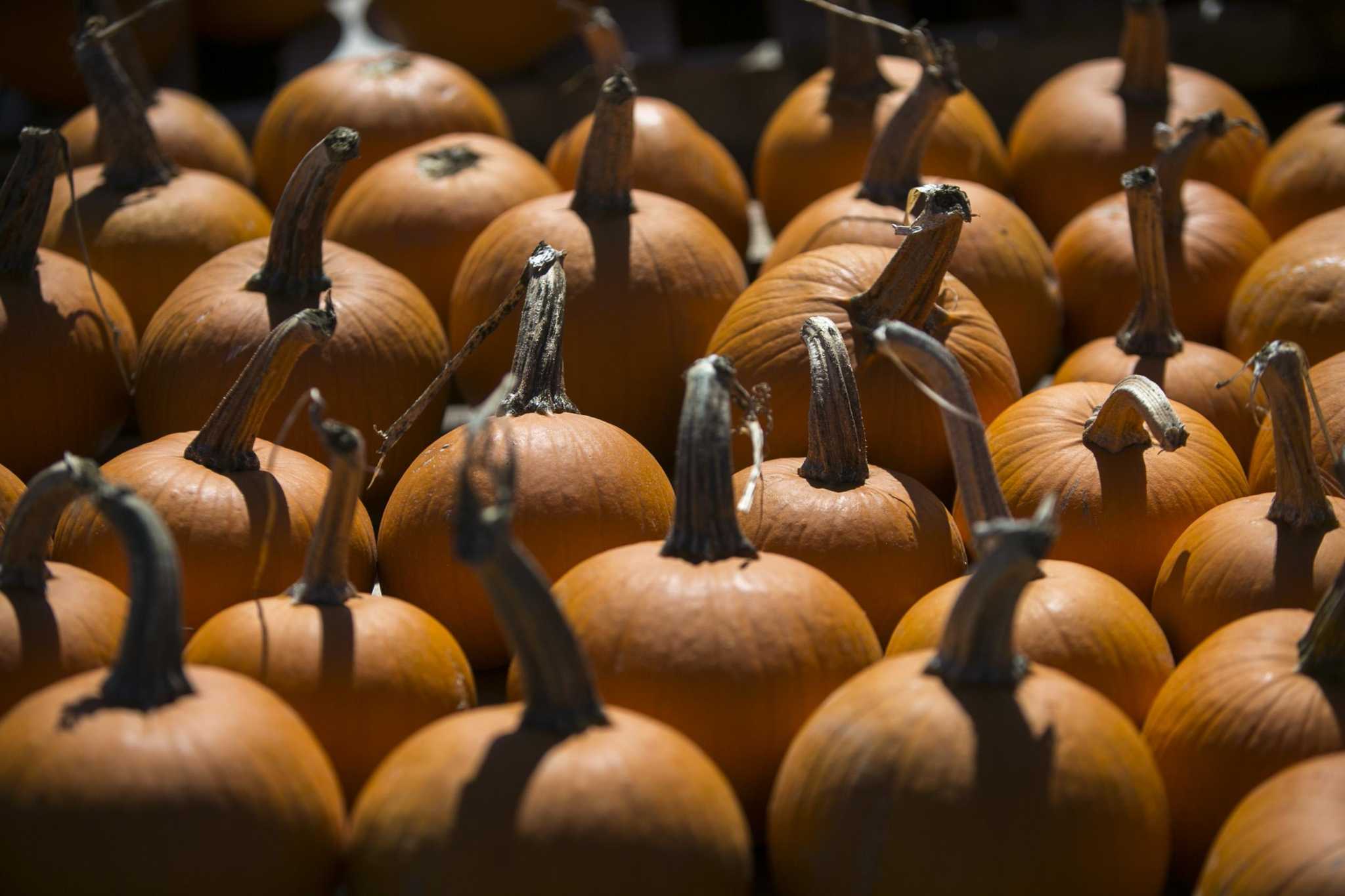 Over 70 cars destroyed in Central Texas pumpkin patch fire