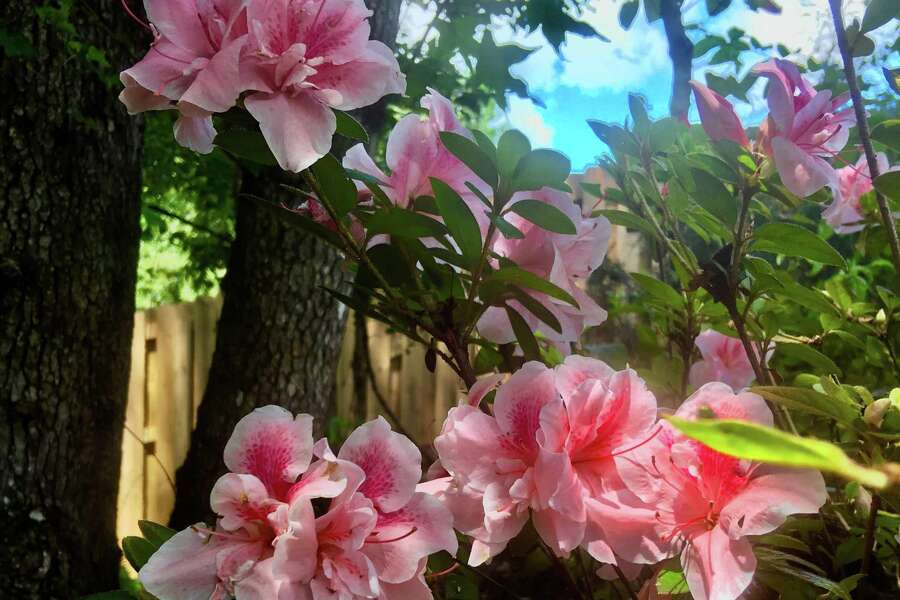 Here's how to care for Encore azaleas - HoustonChronicle.com