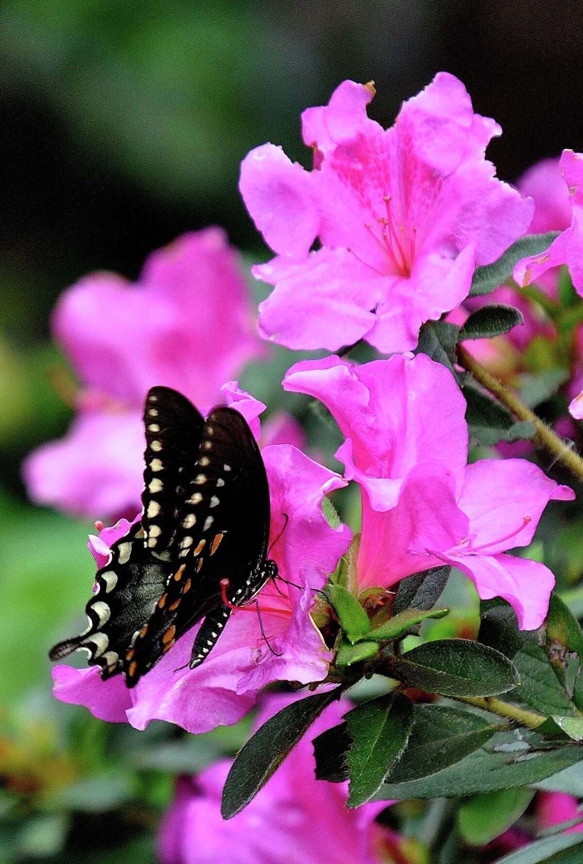 Houston azaleas guide A to Z