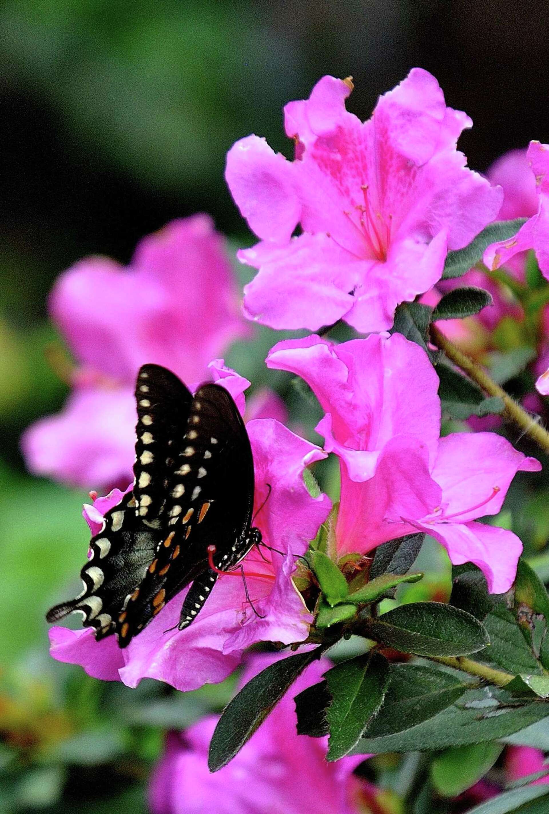 Here's how to care for Encore azaleas
