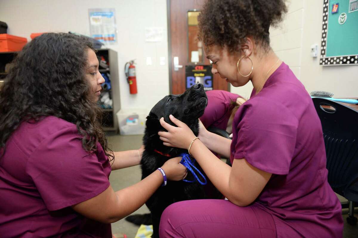 Katy ISD Vet Med Program enters 9th year