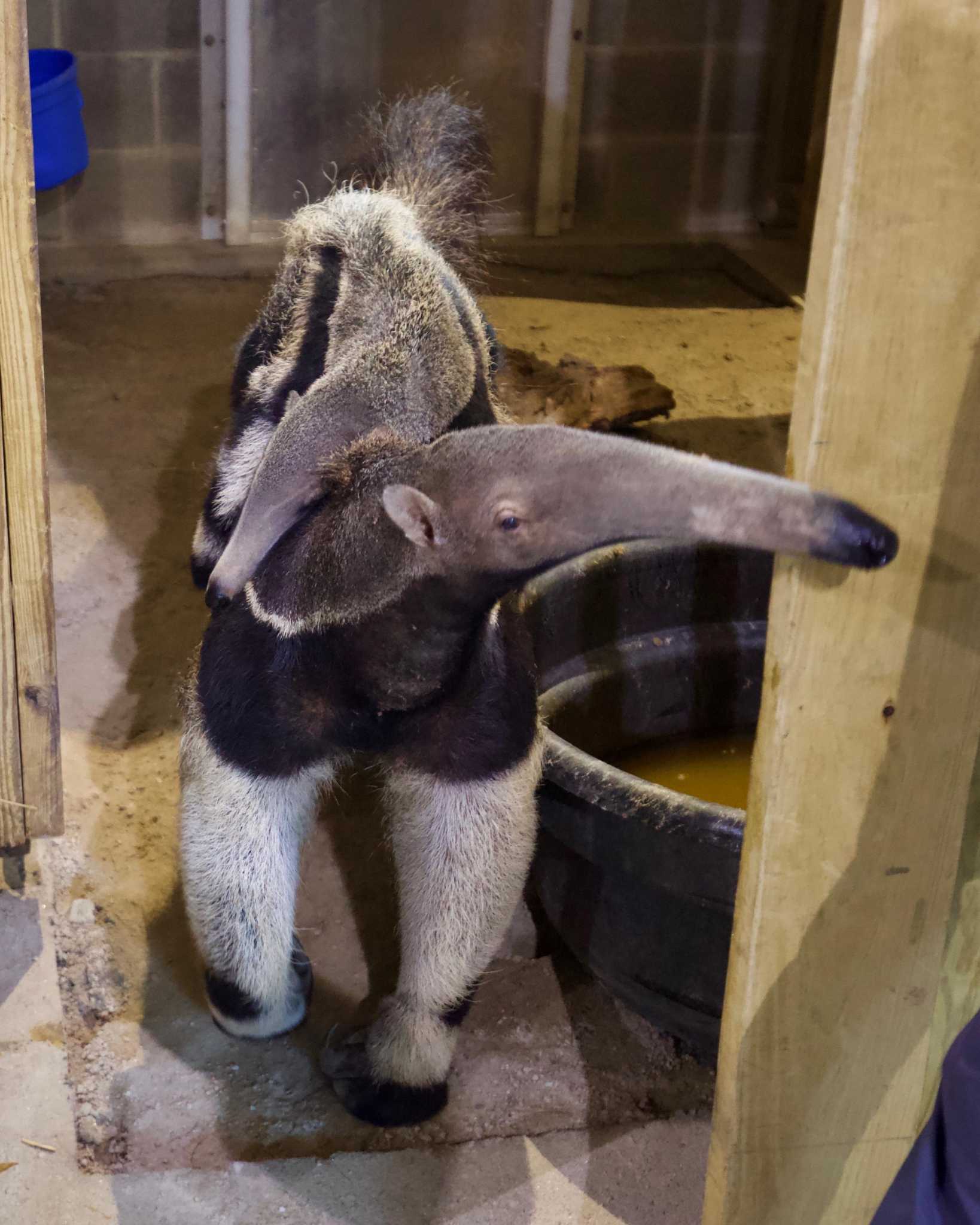 Zoo patrons help name baby anteater