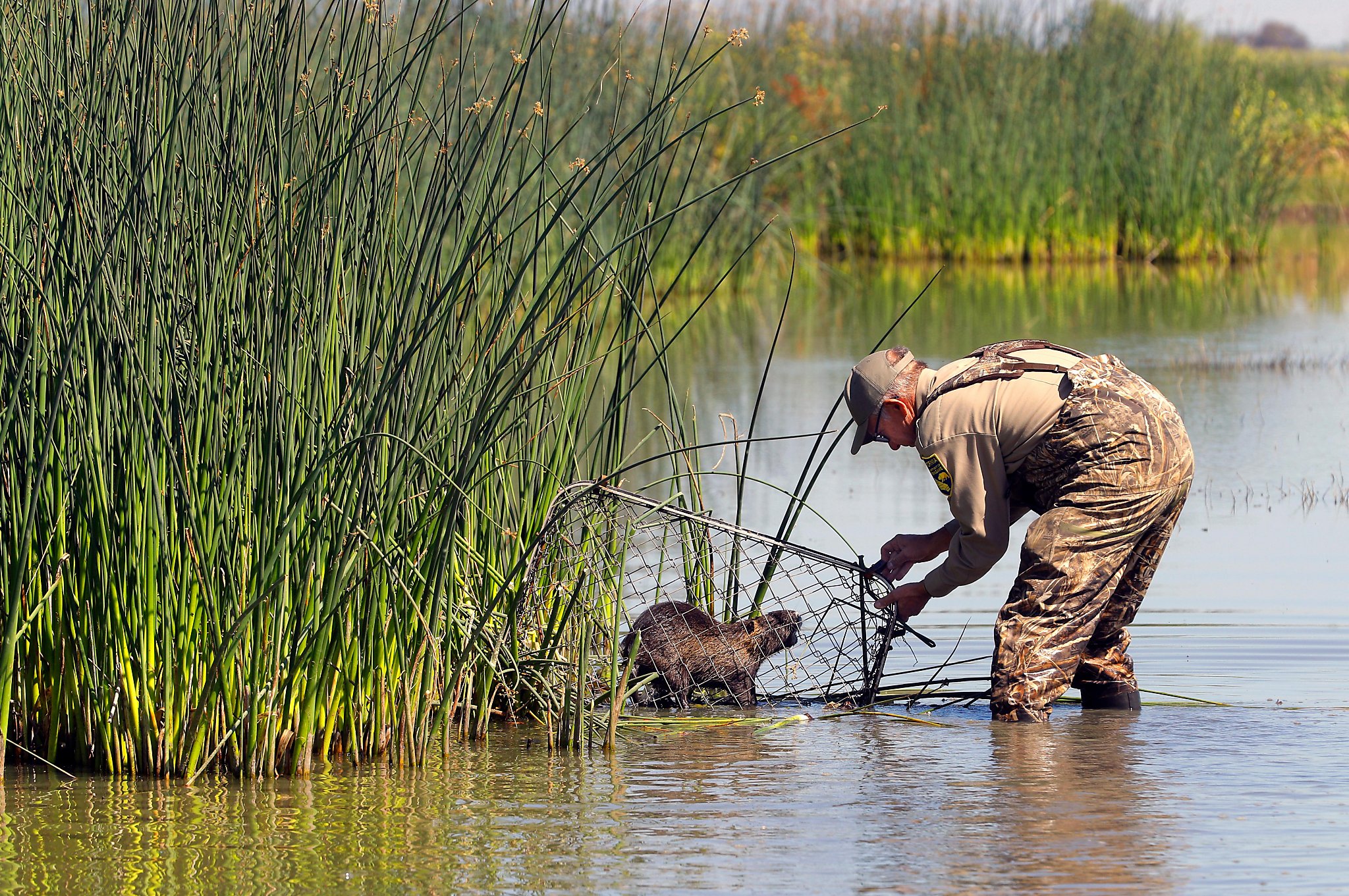 Nutria — they’re big, buck-toothed and chew up California wetlands. Now ...