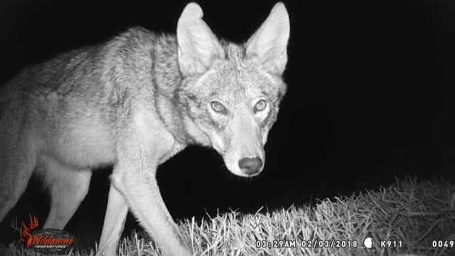 Fulshear police captain's German Shepherd rescues 10-year-old mutt from ...