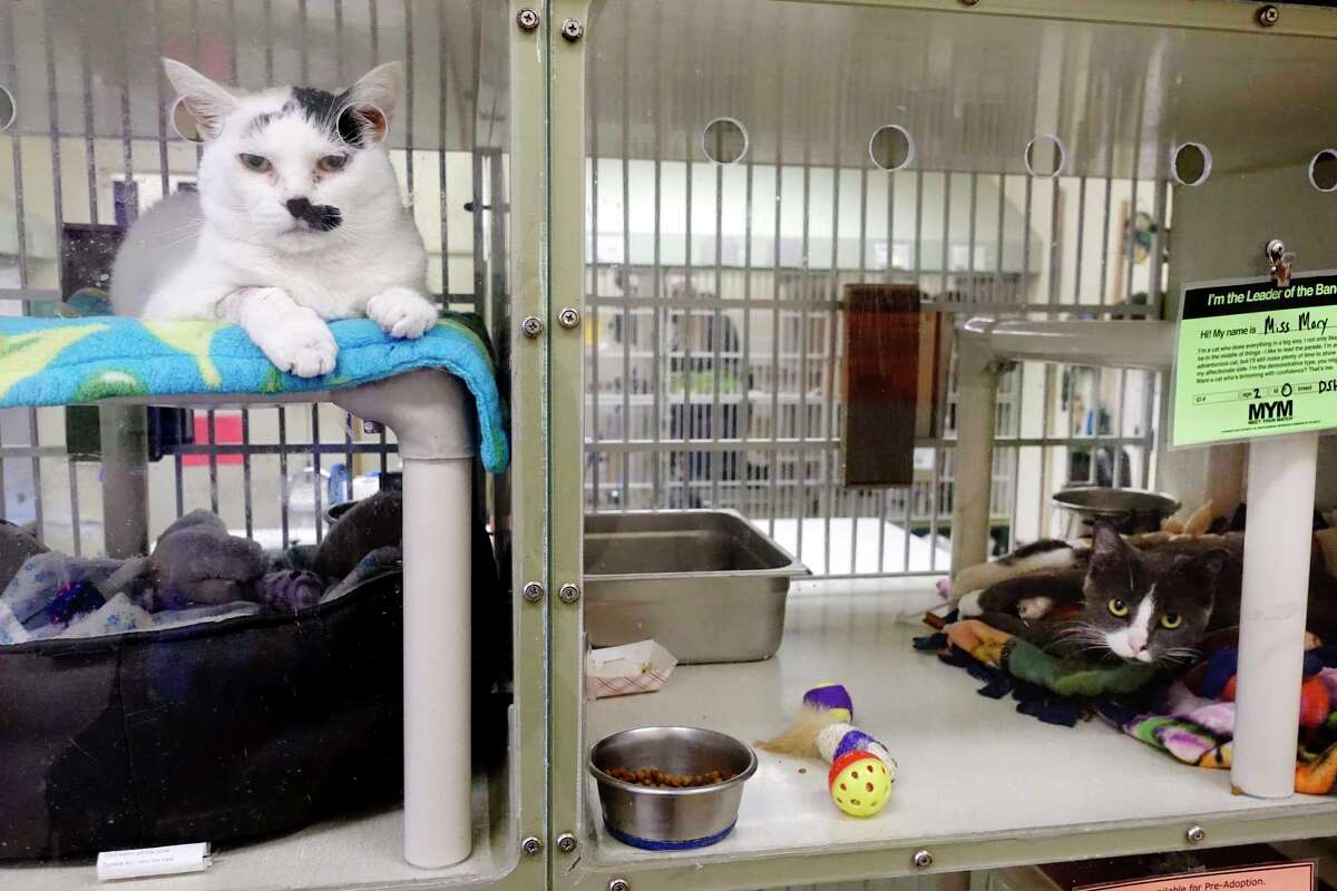 Photos: Glenville shelter breaks ground on new cat care center