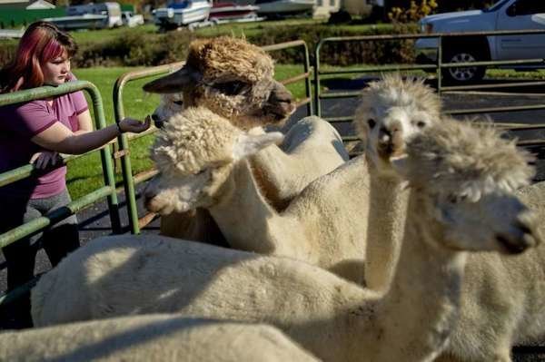 Alpaca festival returns again to Auburn