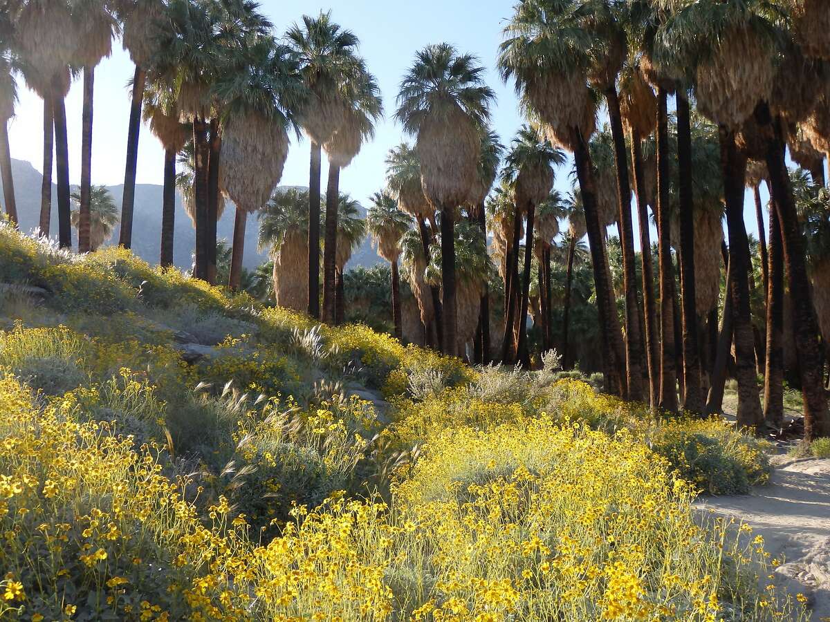 Ultimate guide to hiking Coachella’s hidden canyons