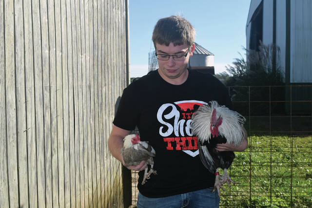 Chickens move from barnyard to backyard