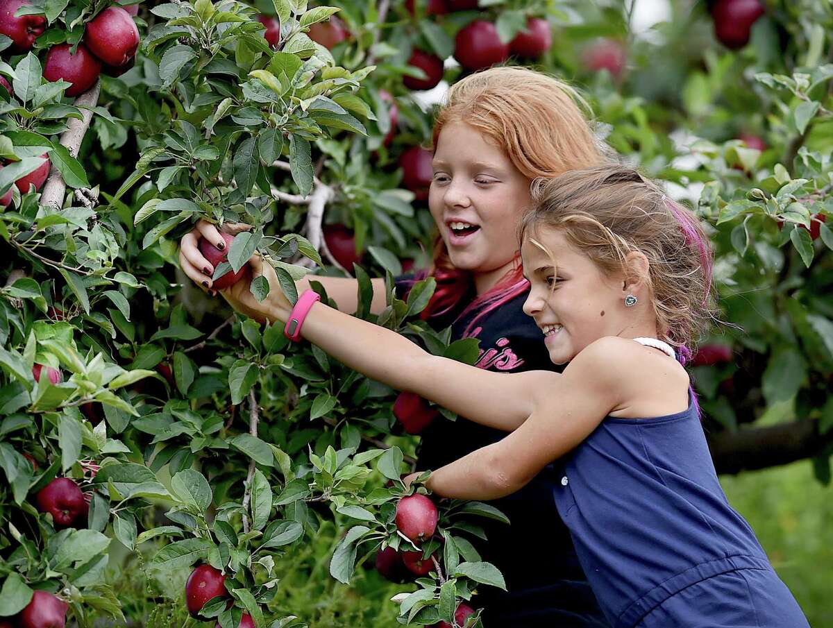 This is Connecticut’s best apple orchard, according to Readers’ Digest