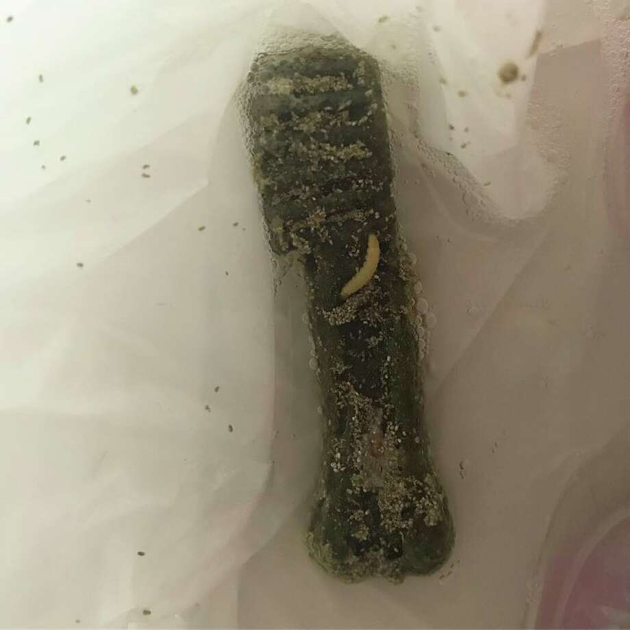 Maggot infested dog chew disgusts Houston woman, complains to ...