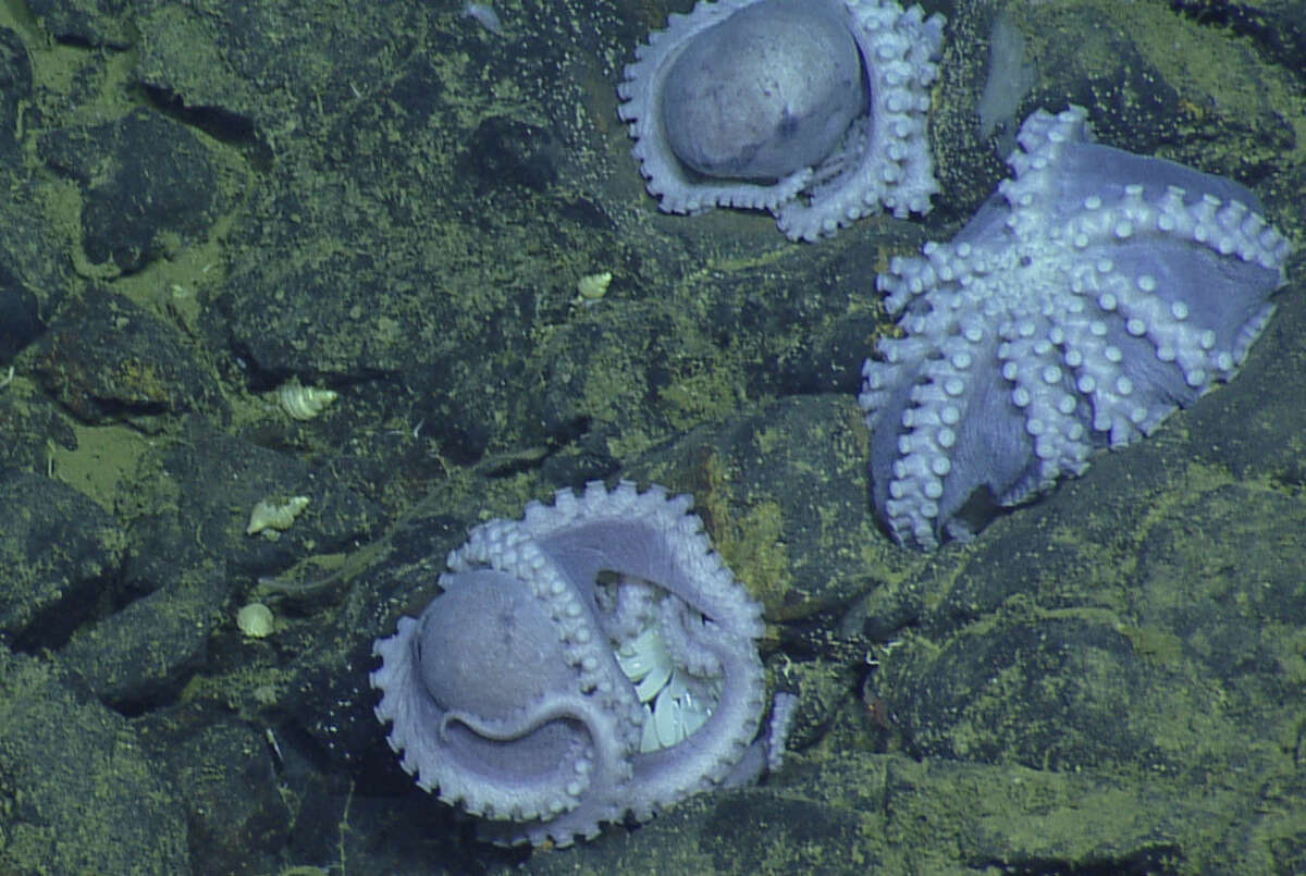 Huge Cluster of Octopuses Observed Southwest of Monterey