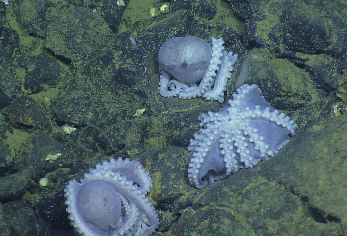 Huge Cluster of Octopuses Observed Southwest of Monterey